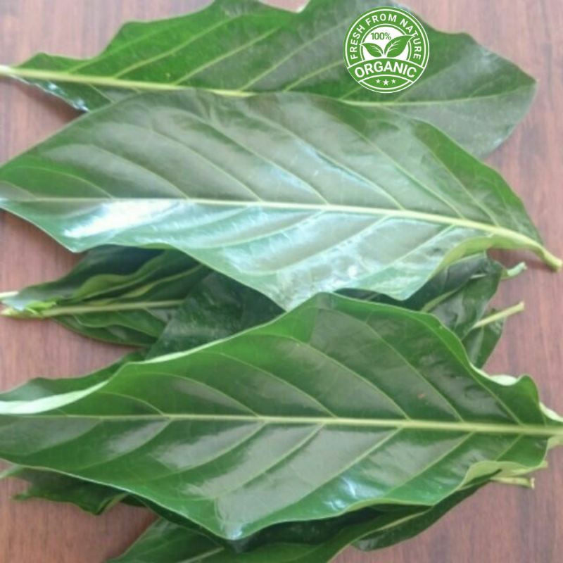 Daun Mengkudu Segar 20 pcs++🎁 (Untuk Bertungku Lepas Bersalin ...