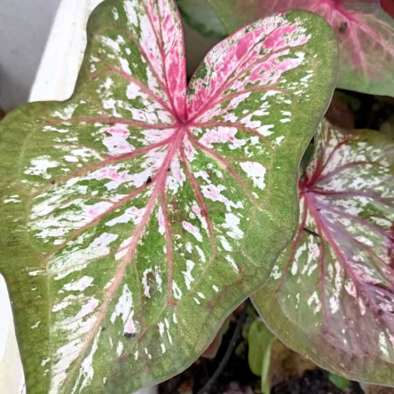keladi hiasan hibrid..warna pecah warna merah putih tengah daun.daun ...
