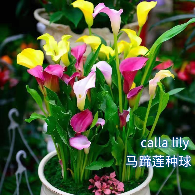 BIJI Bola benih Calla Potted Seed Plants of Colorful Calla Seed Ball ...
