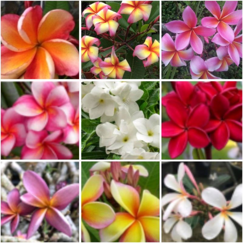 Cutting Keratan Pokok Bunga Frangipani Plumeria Pudica Pink Bridal ...