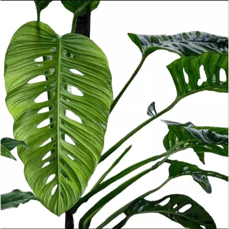 Pokok Aroid Monstera Lechleriana cutting | Shopee Malaysia