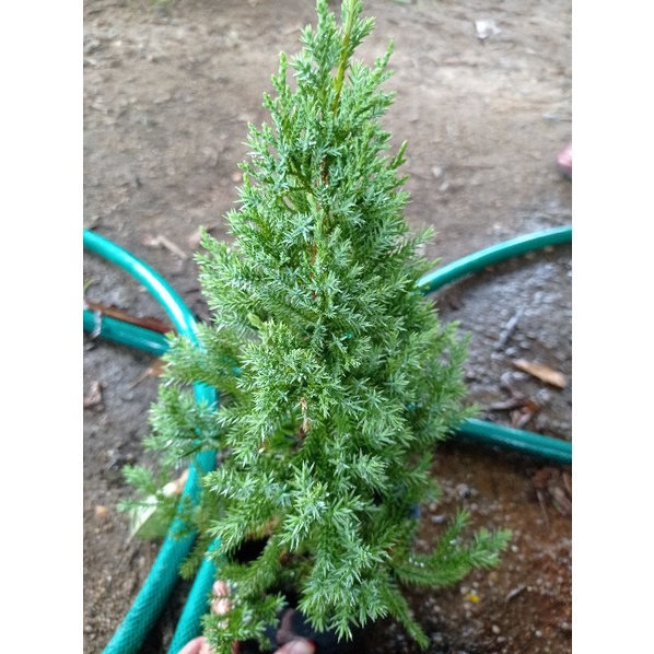 Anak Pokok Christmas I Krismas Pine Tree | Shopee Malaysia