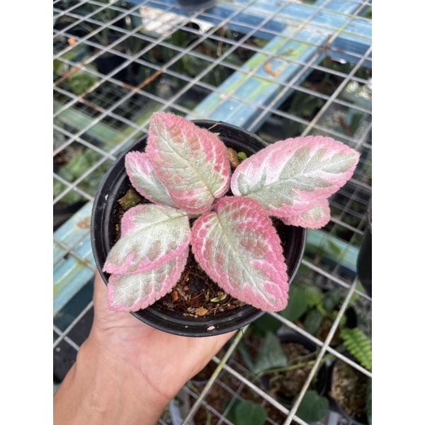 episcia cleopatra (pink) | Shopee Malaysia