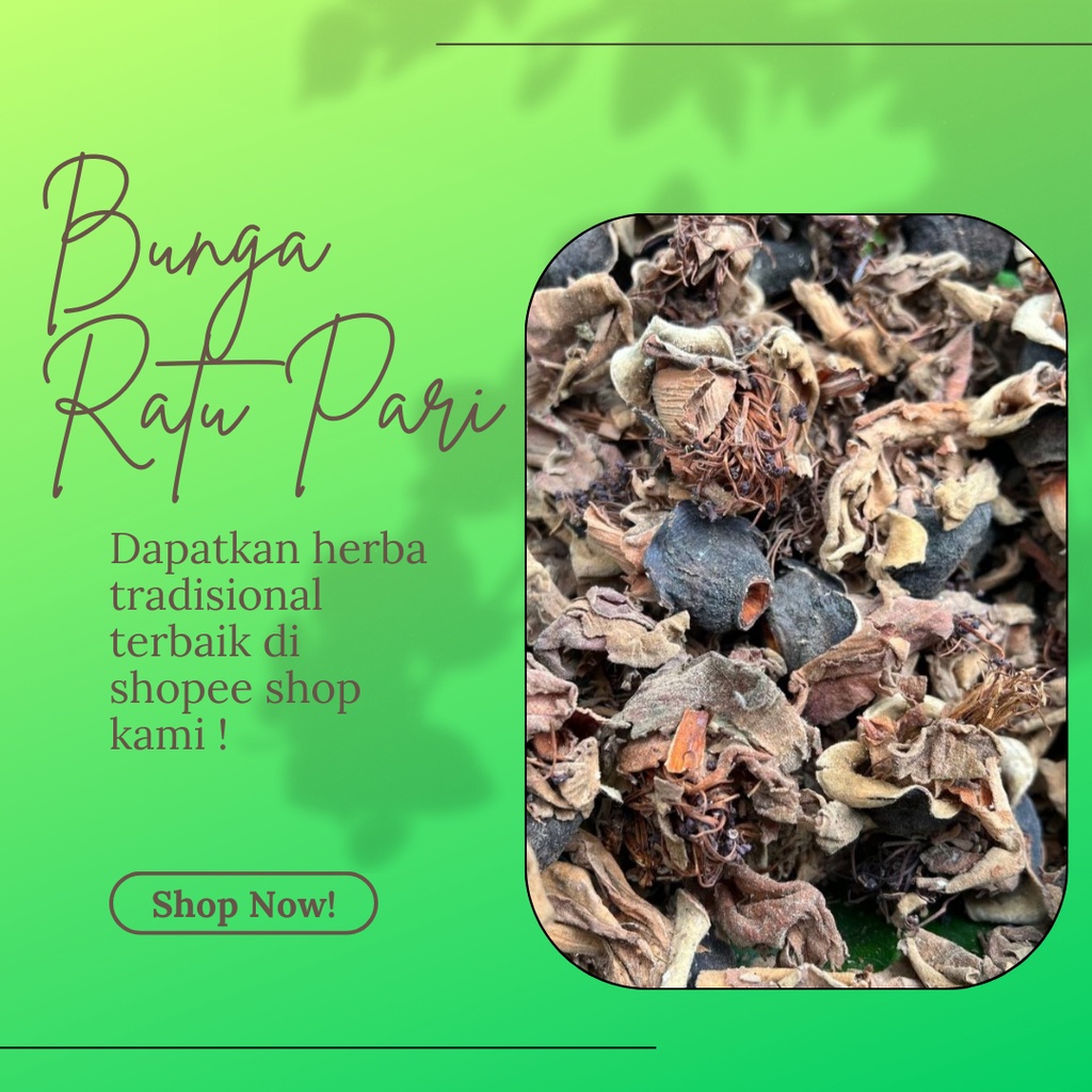 [BUNGA RATU PARI / BUNGA MUKMIN] - Kualiti Gred Premium - Merawat ...
