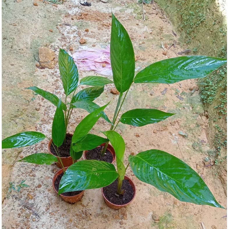 Anak Pokok lerek | Daun Bungkus Kelupis/Lemang | Shopee Malaysia