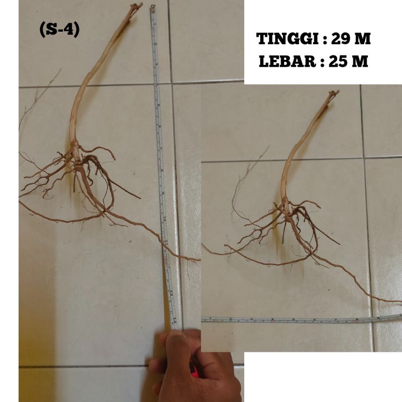 Driftwood Aquarium wood (Akar Senduduk) (Siap Rebus+cuci+kikis ...