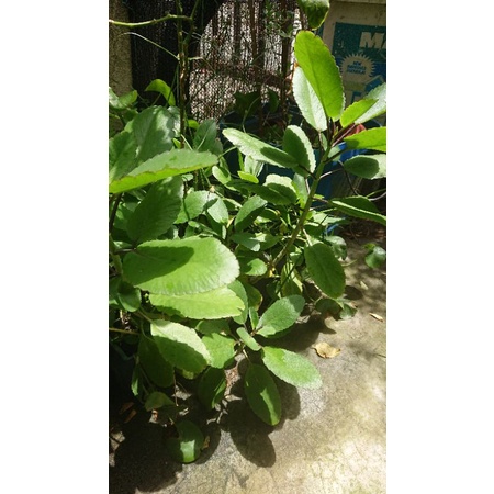 DAUN SETAWAR KAMPUNG/DAUN SEDINGIN(BOLEH DIMAKAN-20HELAI) | Shopee Malaysia