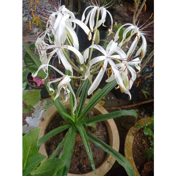 Pokok Bunga Crinum Lily Putih I Asiaticum I Ubi Bawang | Shopee Malaysia