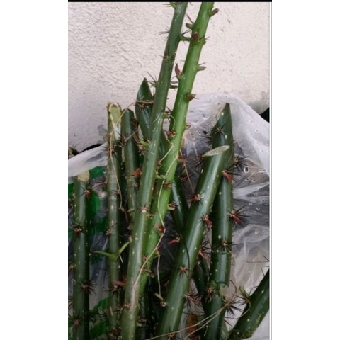 Pokok Duri 7 Bilah (Keratan Batang 15-20cm) | Shopee Malaysia