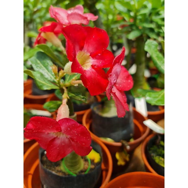 📣📣Free Shipping🚚 Adenium HCS Pink Single Petal Easy Blooming | Shopee ...