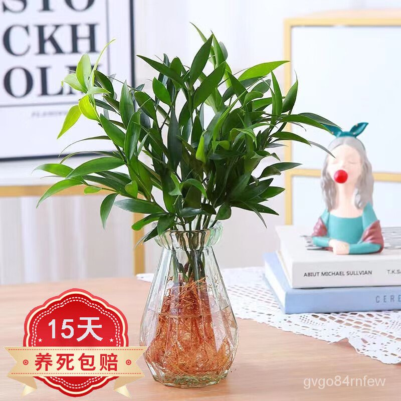 Beauty Podocarpus Nagi Hydroponic Soil Culture Mosquito Repellent ...