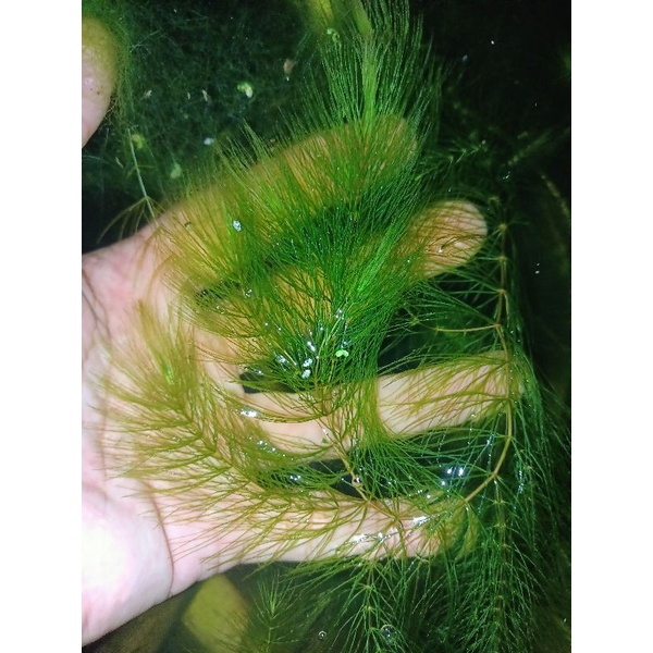 rumpai air hydriila rumpai free pokok frogbit. | Shopee Malaysia