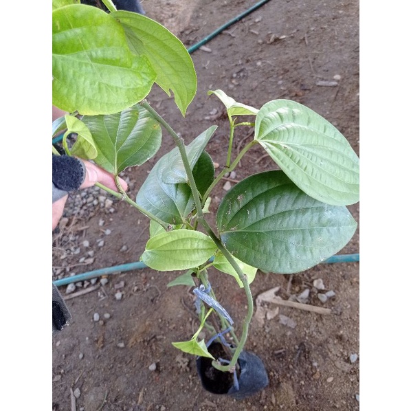 Pokok Lada Hitam Sarawak I Black Pepper I Buah Daun Besar | Shopee Malaysia