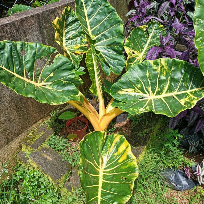 Pokok keladi hiasan gg916 pokok besar induk | Shopee Malaysia