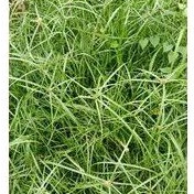 Rumput helikopter herba rawatan kucing | Shopee Malaysia