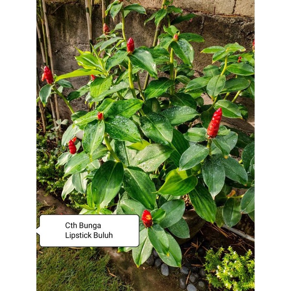 Pokok Bunga Lipstick Merah Buluh I Bamboo Gincu | Shopee Malaysia