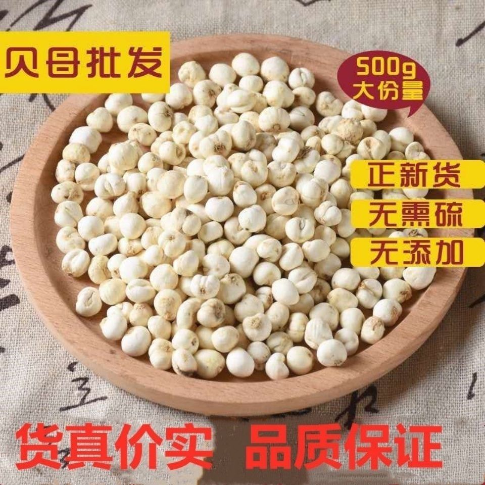 Fritillaria premium bebas sulfur Zhejiang Fritillaria bukan Chuanbei ...