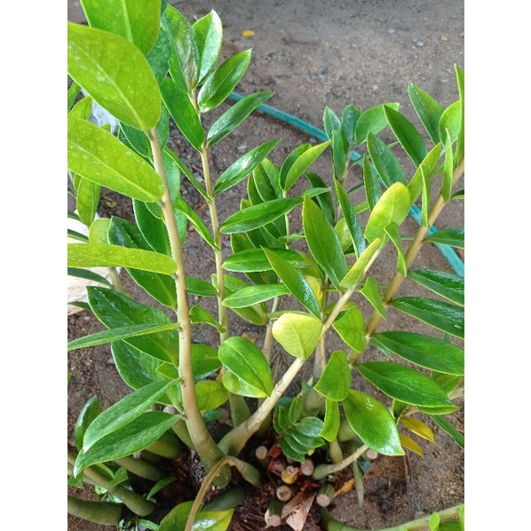 Pokok Duit Duit I Money Plant I Zamioculcas Zamiifolia | Shopee Malaysia