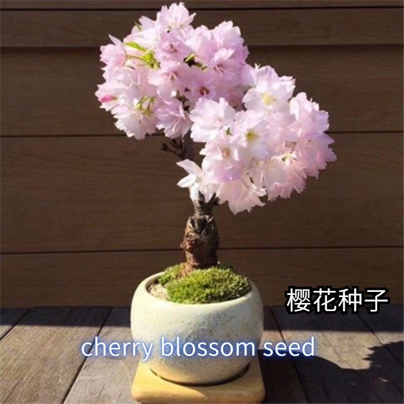 BIJI Benih bunga ceri Cherry blossom seed Indoor potted plants flower ...