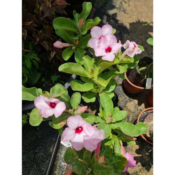 Adenium Pink Beauty Single Petal Easy Blooming | Shopee Malaysia