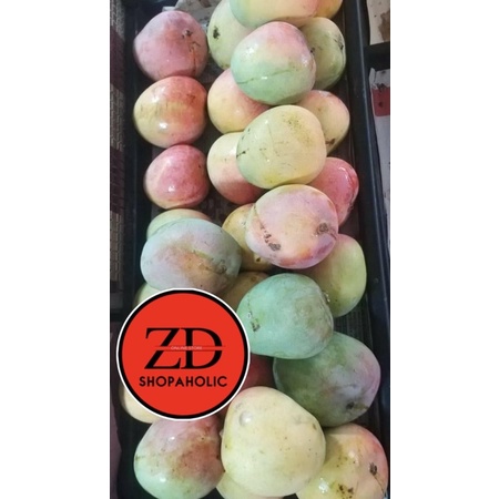 Mangga Epal/ Pauh Epal Rangup | Shopee Malaysia