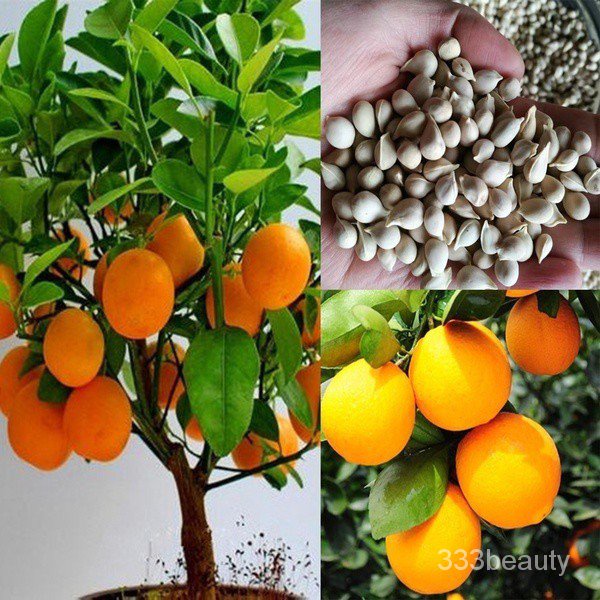 🍁【HOT SALE】20PCs orange seeds orange tree seeds bonsai fruit seeds home ...