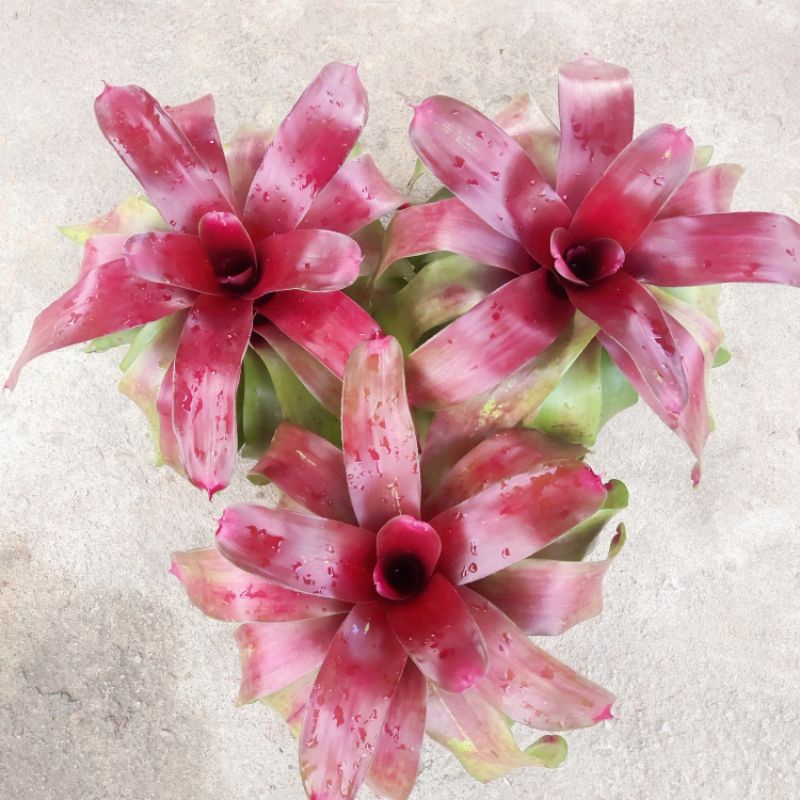 Bromeliad Neo Bob & Grace (Tahan Panas) | Shopee Malaysia