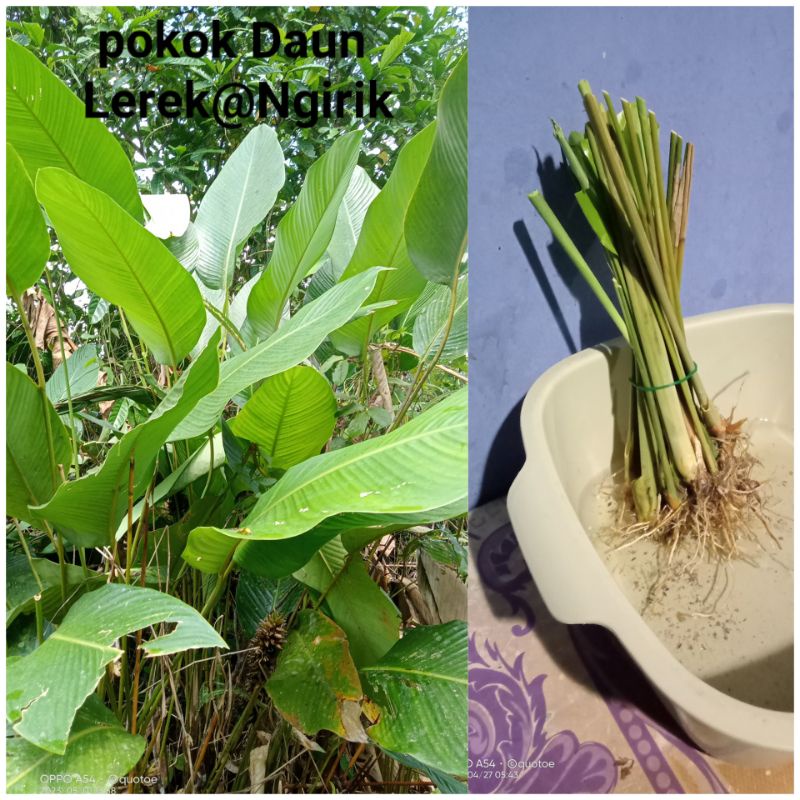 Anak keratan Pokok lerek( 10 btg keratan Berakar )|Daun Bungkus Kelupis ...