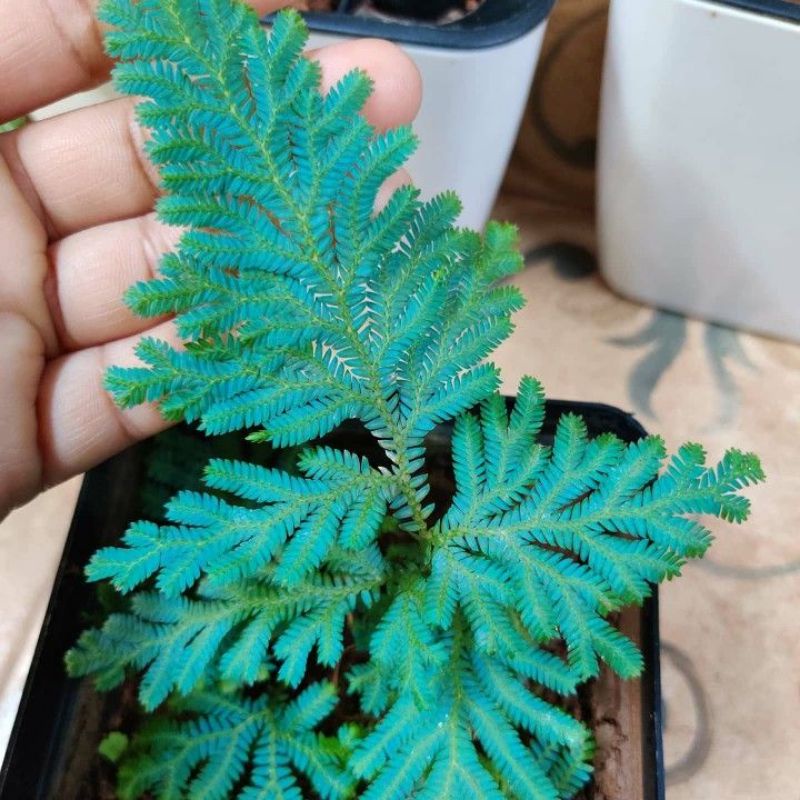 blue peacock fern /paku merak biru | Shopee Malaysia