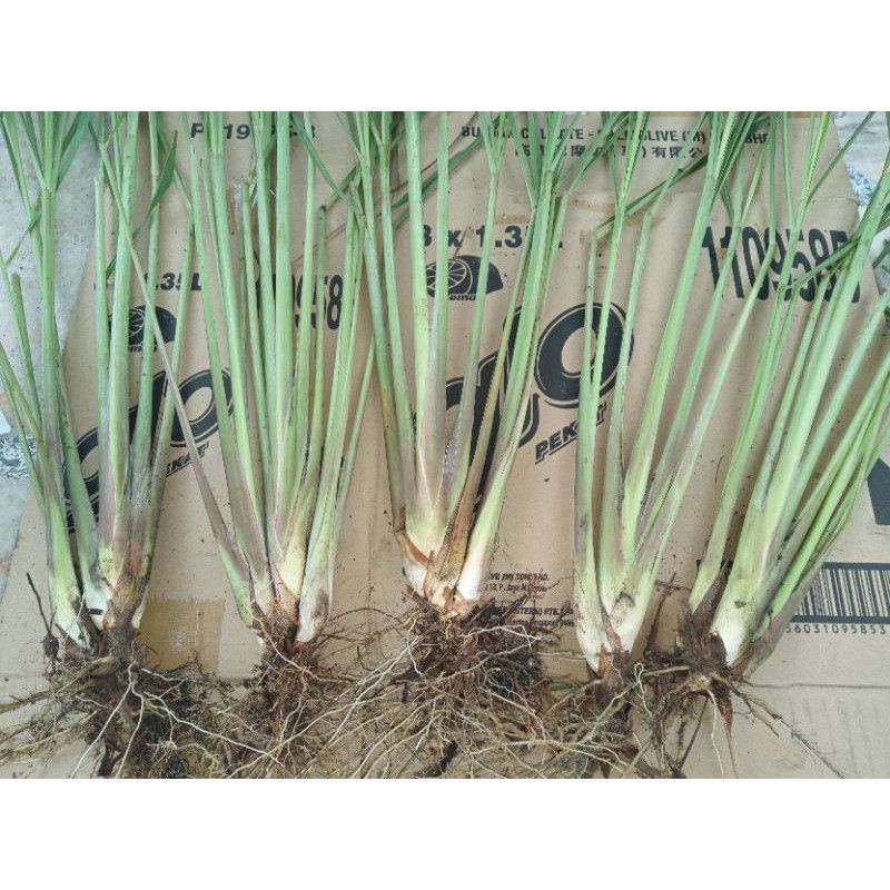 (5 batang) pokok serai peha ayam | benih serai berakar [ READY STOCK ...