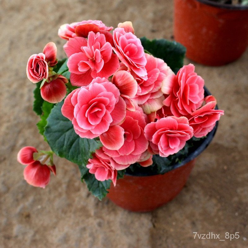 Spring Potted Plant Rose Begonia with Flowers Delivery Four Seasons ...