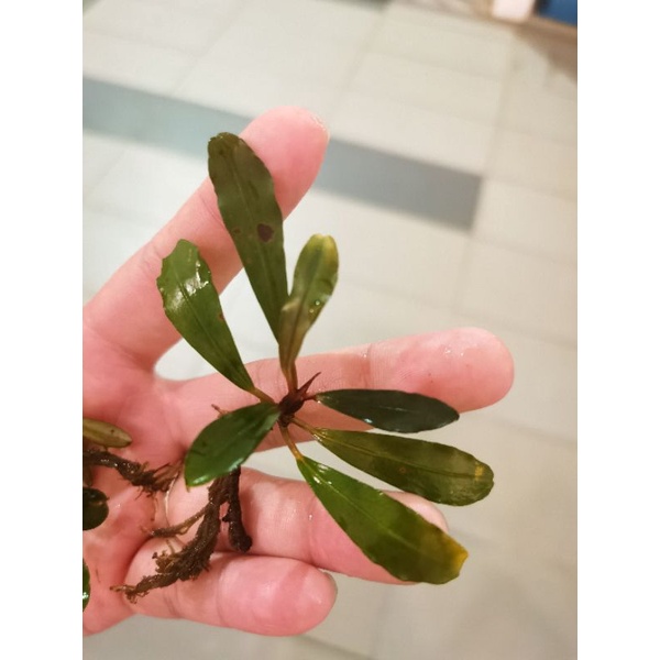 Bucephalandra - bucephalandra Paris | Shopee Malaysia