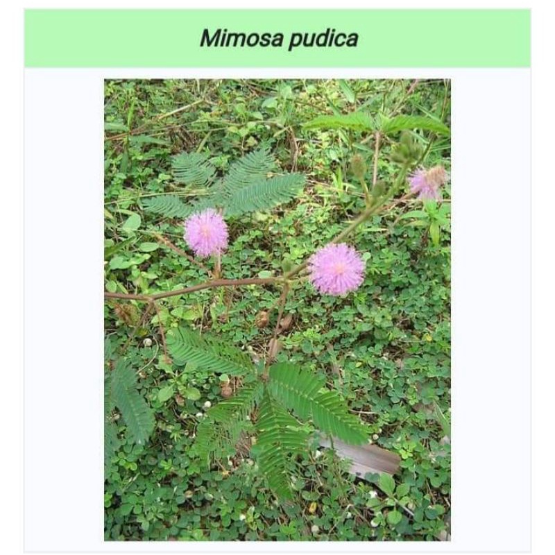 🔥🔥HERBA POKOK SEMALU (MIMOSA PUDICA) 100G 🔥🔥 | Shopee Malaysia