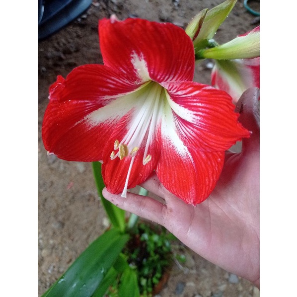 Pokok Bunga Lily I Random Colour Pink Merah I Amaryllis Lily | Shopee ...