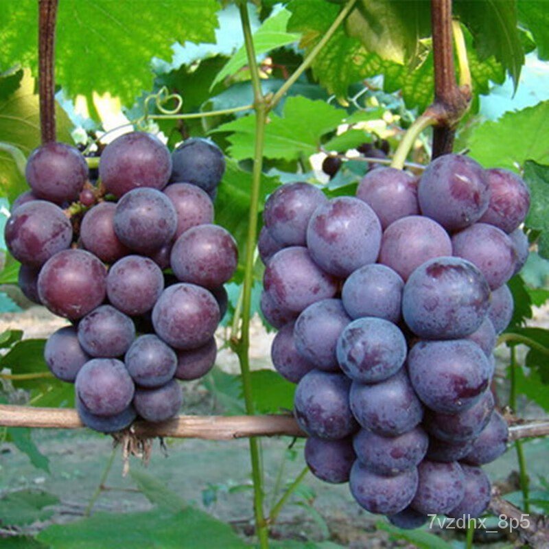 Nabang Grape Sapling Sunshine Rose Sapphire Giant Peak Grape Seedlings ...