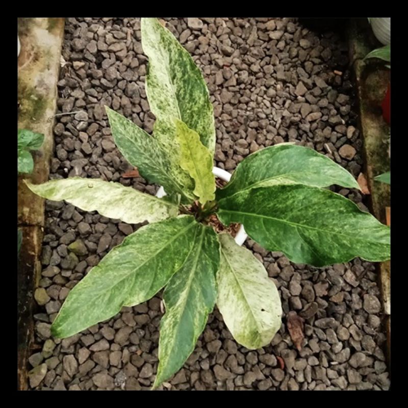 Anthurium hookerii unstable variegated plants, sometimes will growing ...