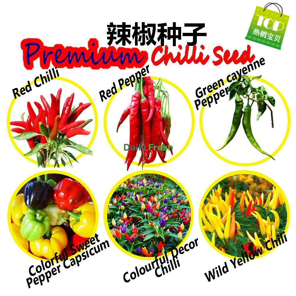 🍁【In Stock】Chilli seed chilli seed/pepper seed/sweet capsicum/green ...