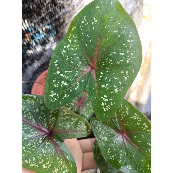 keladi hibrid urat merah bintik putih daun tebal | Shopee Malaysia