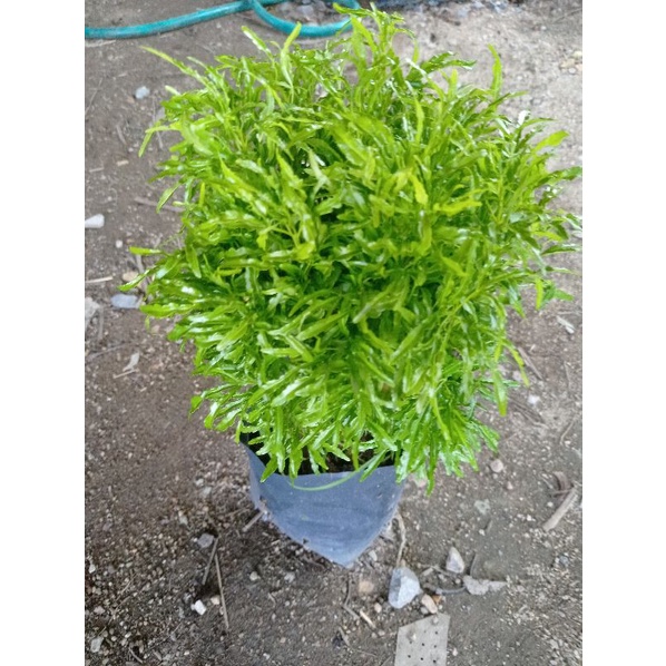 Anak Pokok Tong Mas I Bola Emas I Euodia Cultivar | Shopee Malaysia