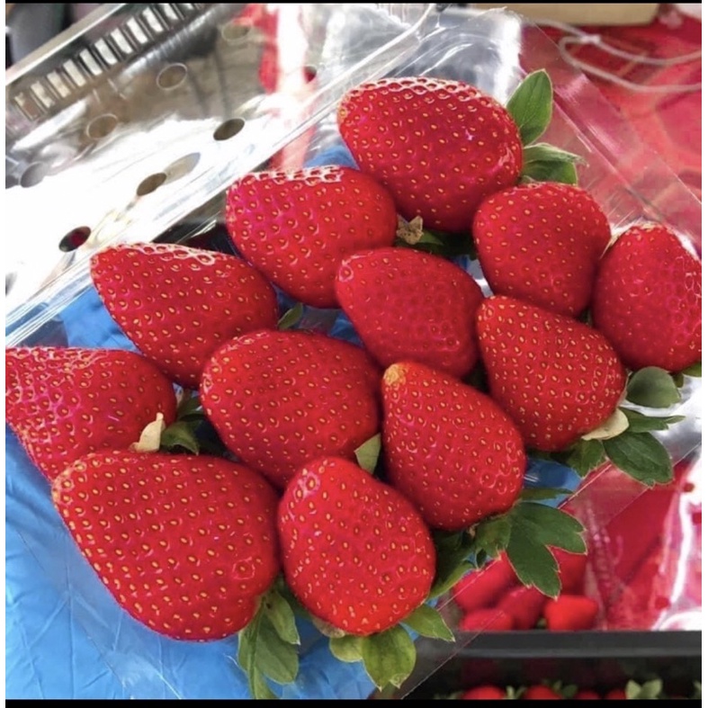 STRAWBERRY FRESH CAMERON HIGHLANDS 250GRAM | Shopee Malaysia