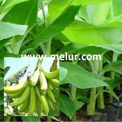 LVP - Curcuma Mangga Sapling / Anak Pokok Temu Mangga/Temu Pauh ( Pokok ...