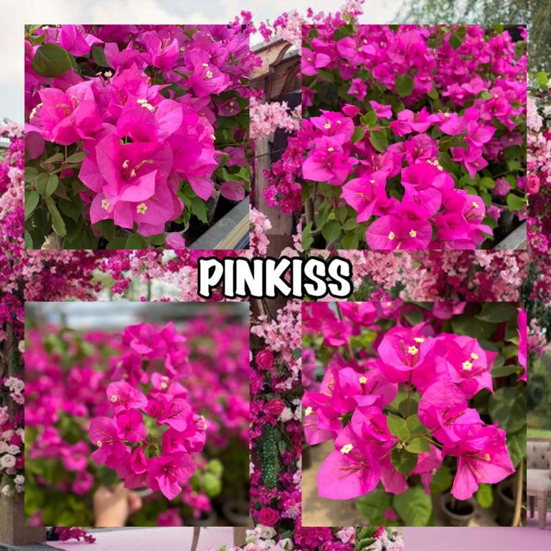 🌻SALE 9.9 🌞BK Anak Pokok 🆔 PINKISS🌺 | Shopee Malaysia