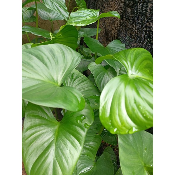 kemoyang hijau hiasan sz besar induk | Shopee Malaysia