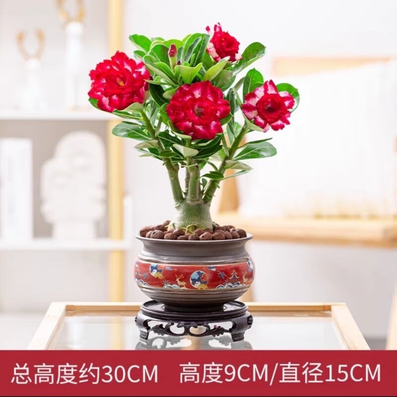 Deep Love Green Art Adenium Obesum Potted Old Pile Double-Petal with ...