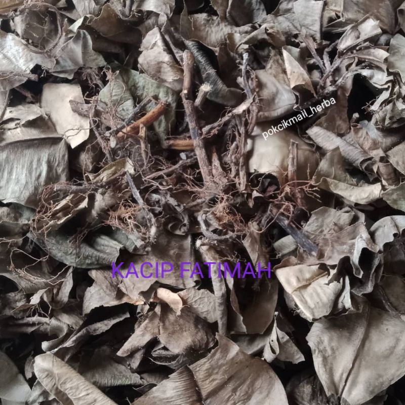 KACIP FATIMAH 💯 HERBA/AKAR KAYU ASLI(campuran daun,batang&akar ...