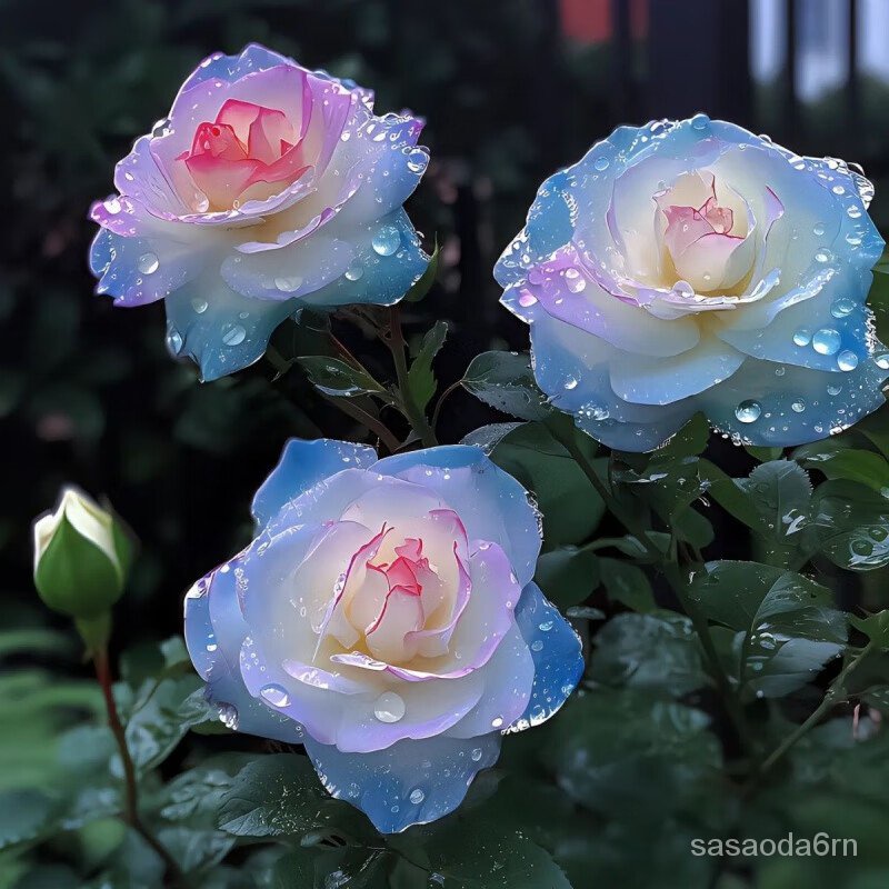 Plants that are truly alive 活着的植物【Chinese Rose Indoor Noble Appearance ...