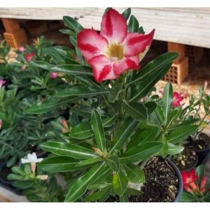 BABY /ANAK POKOK BUNGA ADENIUM OBESUM | Shopee Malaysia
