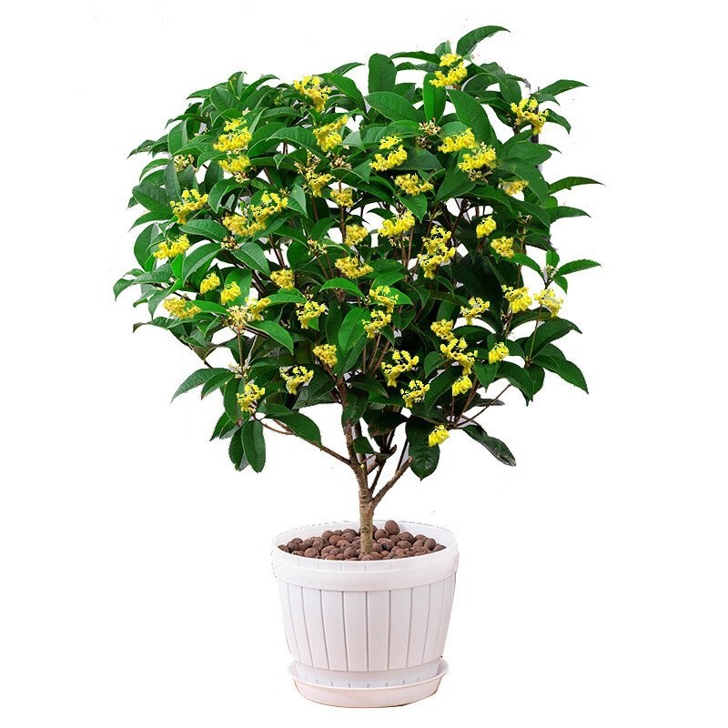 Plants that are truly alive 活着的植物）（Green Plant Everblooming Easy to ...
