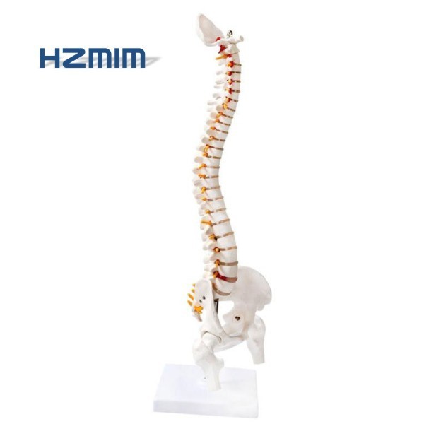 vertebral column model/Medical science life size human spine anatomical ...