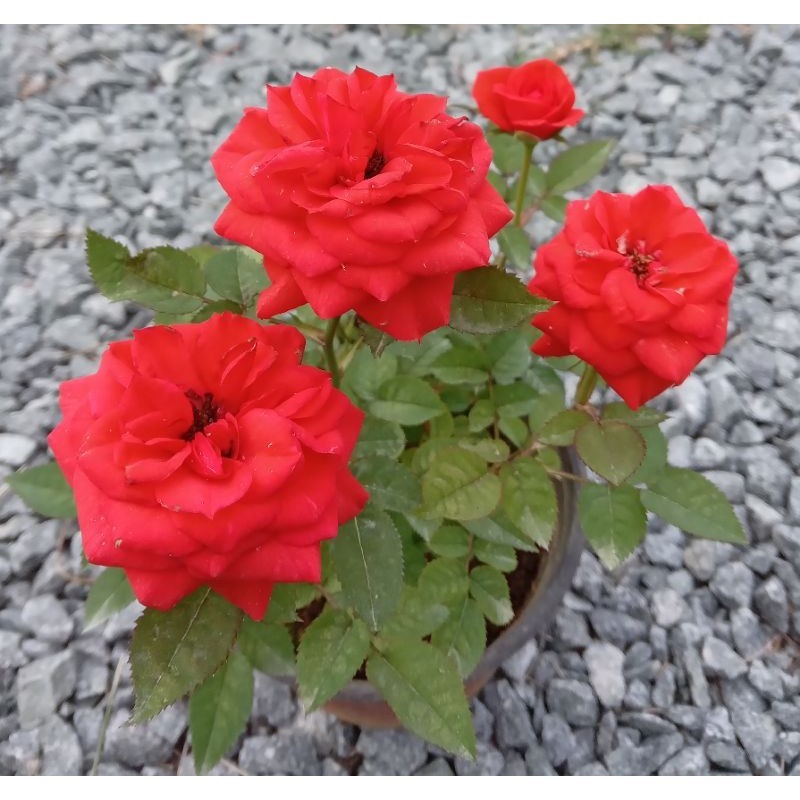 Anak Pokok Bunga Rose Oren | Shopee Malaysia